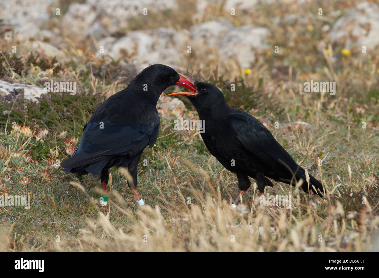 An adult male chough feeds a juvenile Stock Photo - Alamy