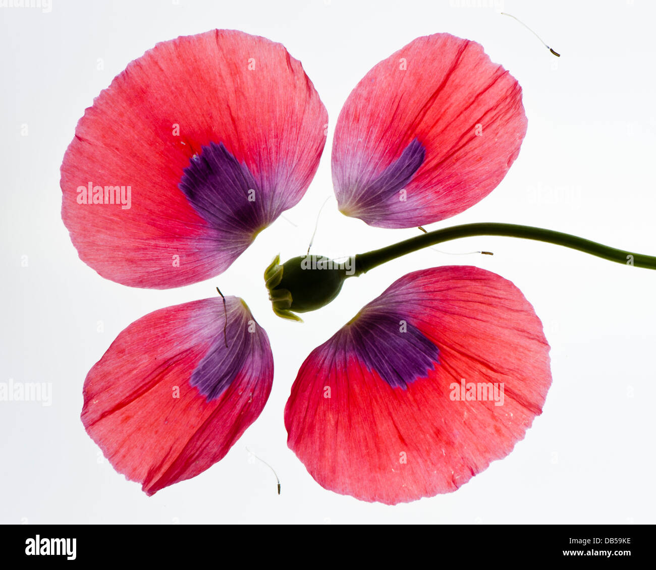 Dissected view hi-res stock photography and images - Alamy