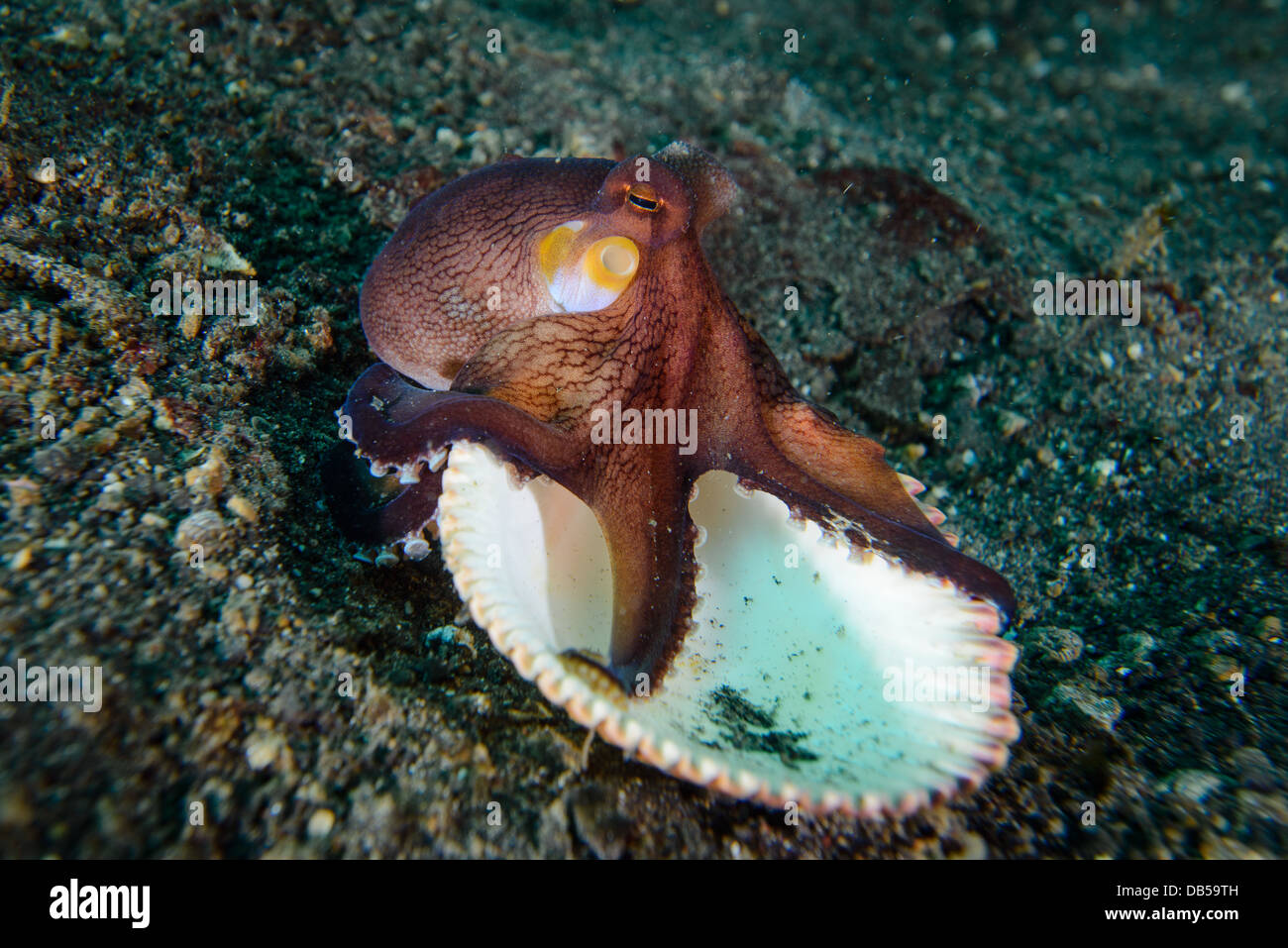 A Coconut octopus carries a shell around the black sand for protection ...