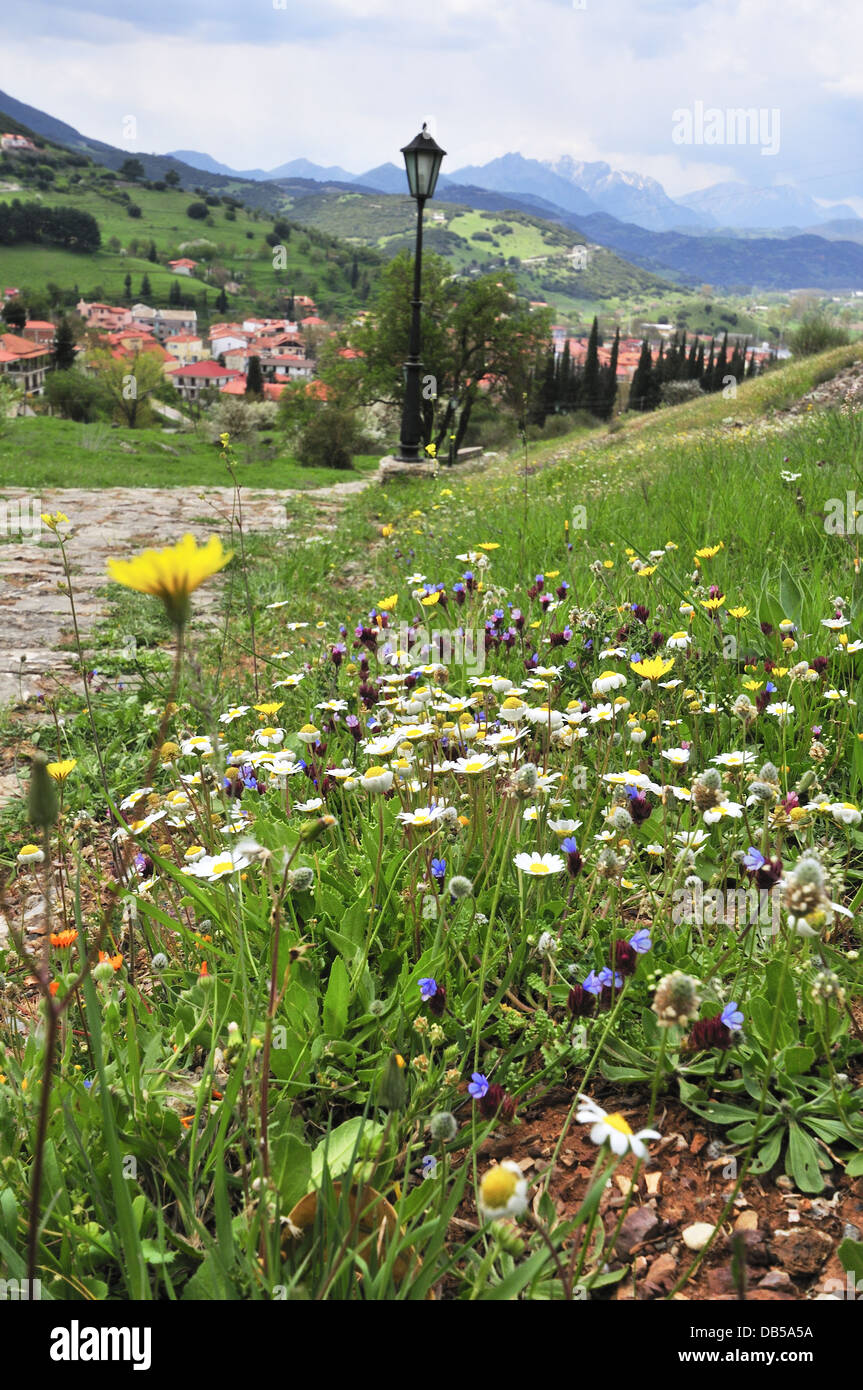 Wildflowers greece greek hi-res stock photography and images - Alamy