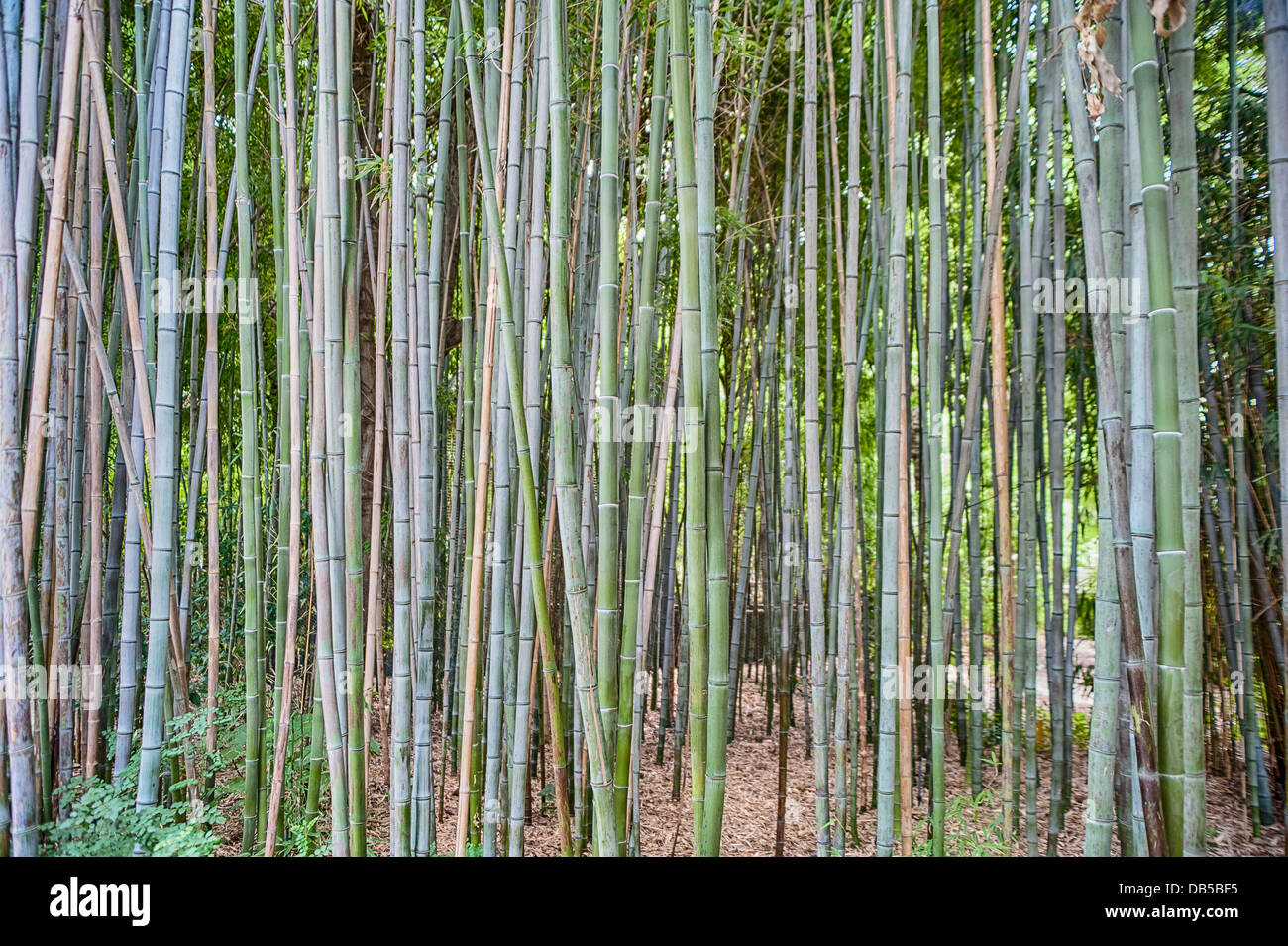 A bamboo forest in Australia Stock Photo - Alamy