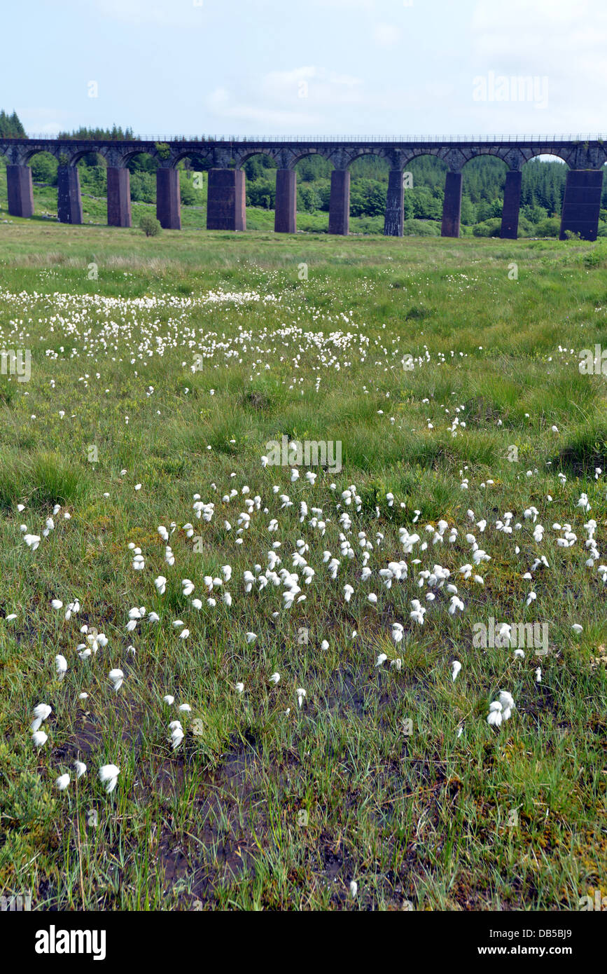 Bog Cotton Eriophorum angustifolium in front Big Water of Fleet Viaduct ...