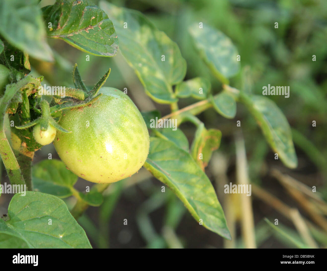 Tomato mosaic virus hi-res stock photography and images - Alamy