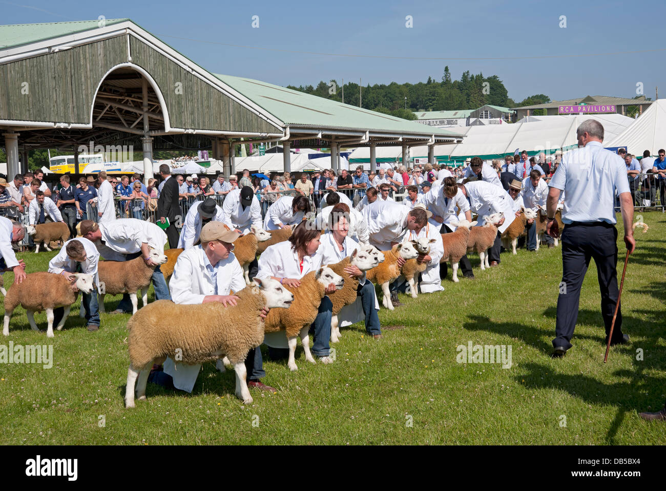 Texel sheep breed uk hi-res stock photography and images - Alamy