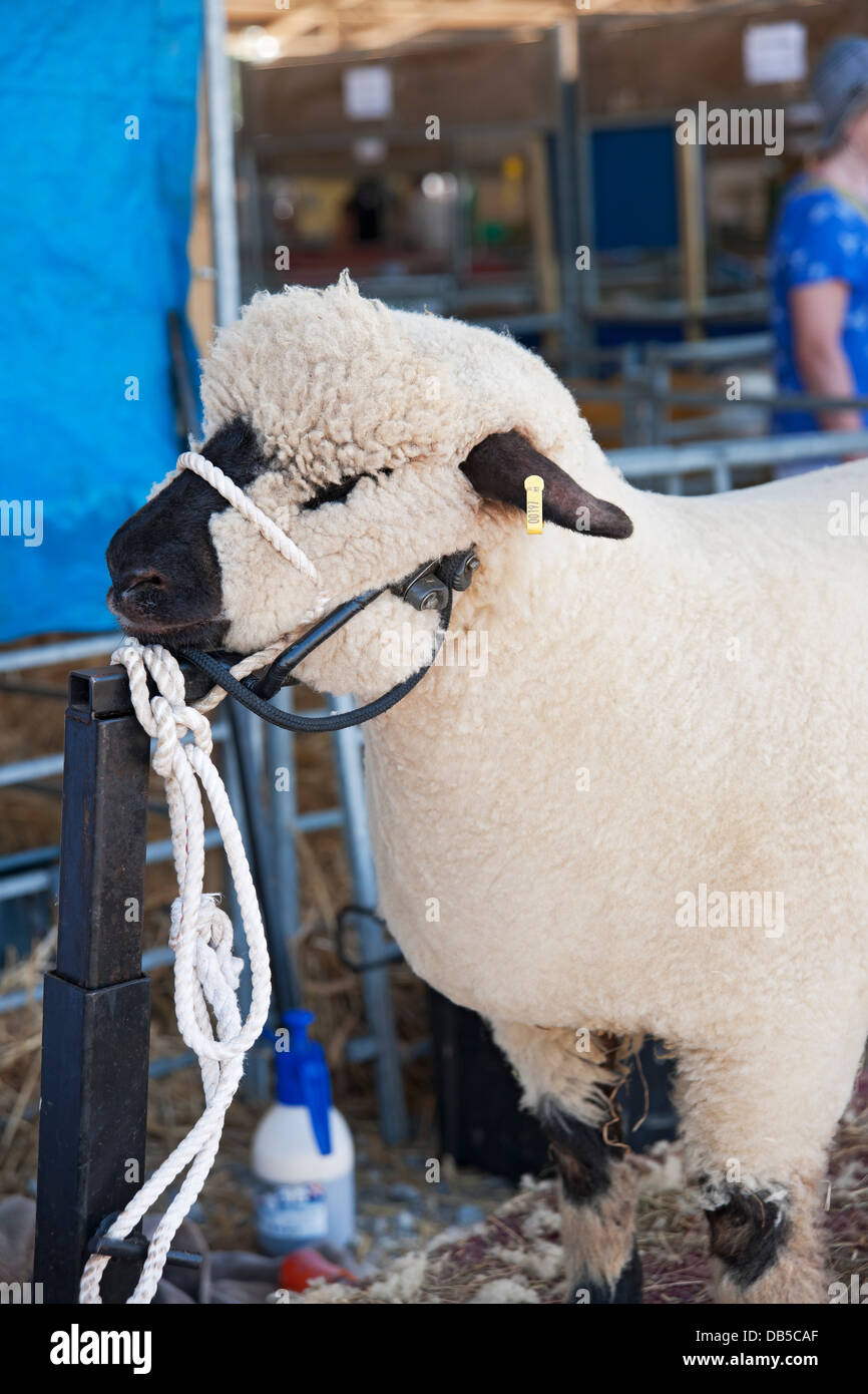 Hampshire down sheep hi-res stock photography and images - Alamy