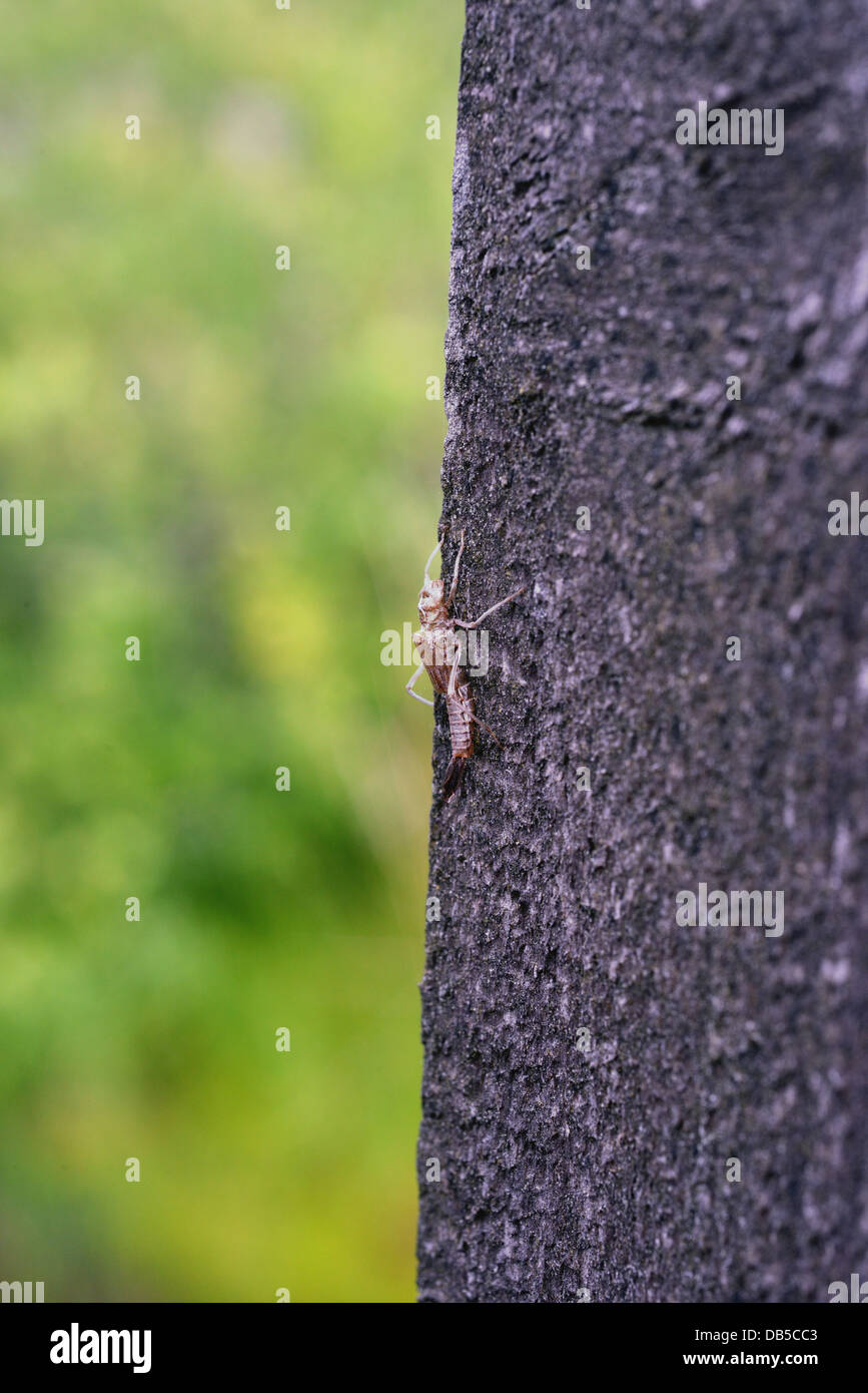 Shedded skin of an emergent damselfly Stock Photo - Alamy