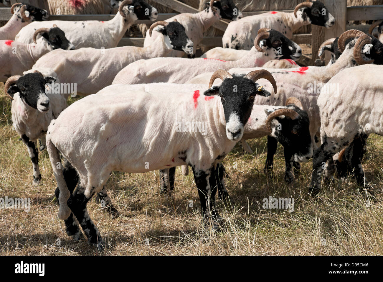 Flock of sheared Swaledale sheep after shearing in summer North ...