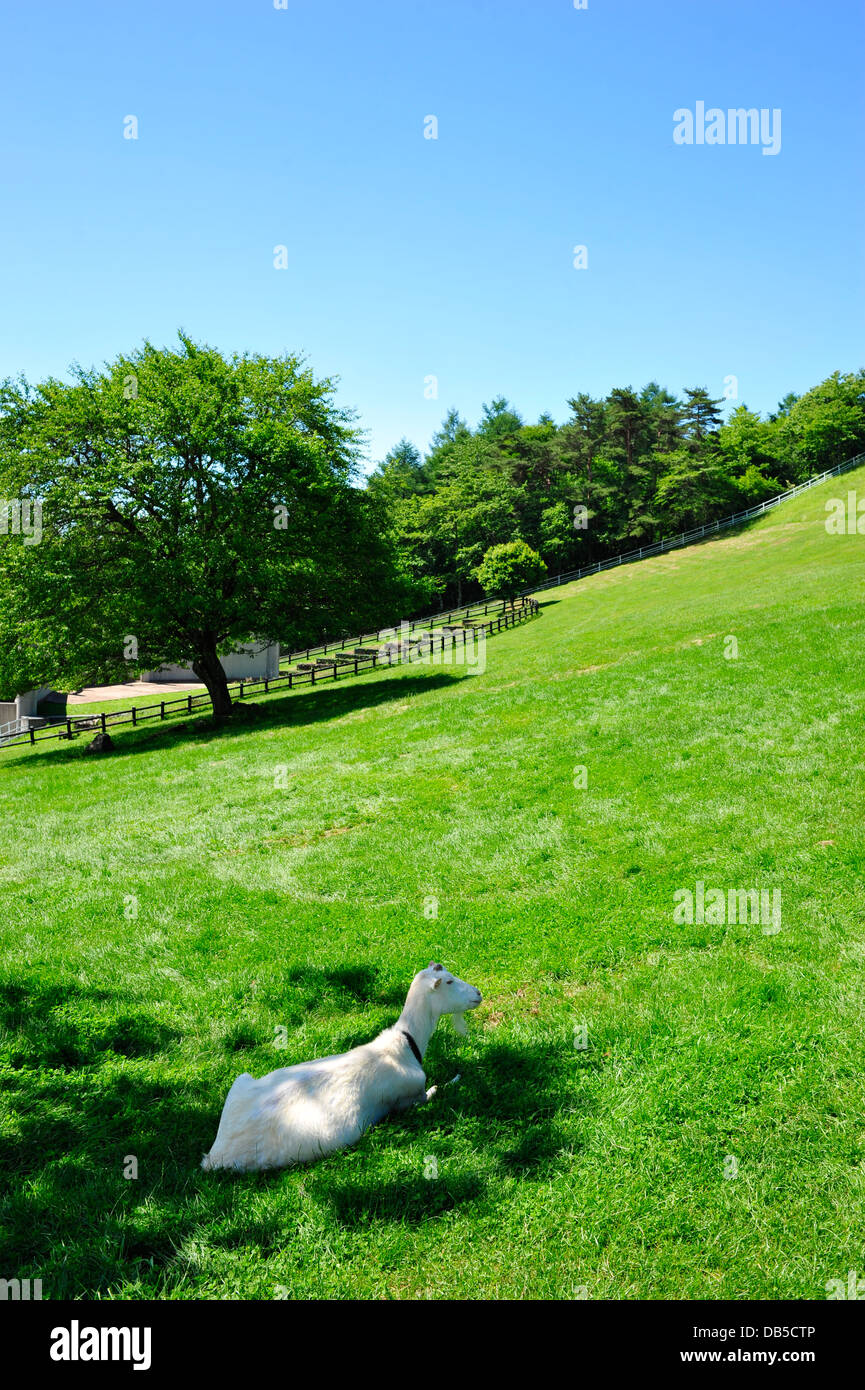 Goat on grassland hi-res stock photography and images - Alamy