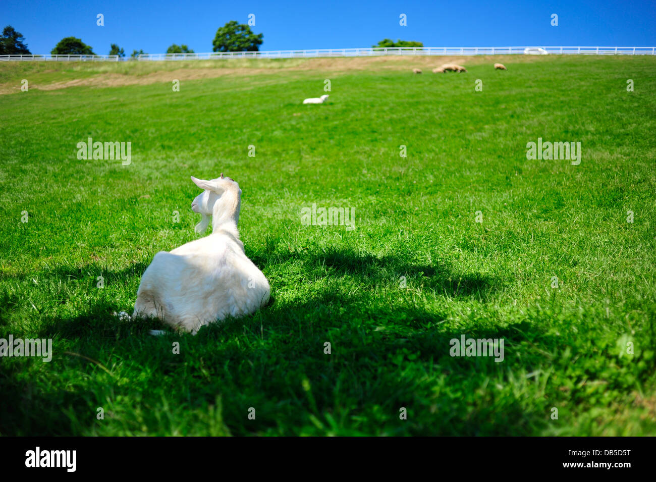 Goat on grassland hi-res stock photography and images - Alamy