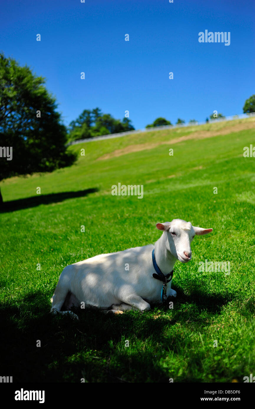 Goat on grassland Stock Photo - Alamy