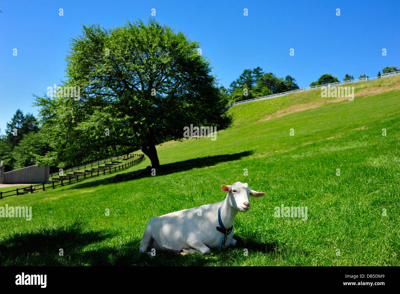 Goat on grassland Stock Photo - Alamy