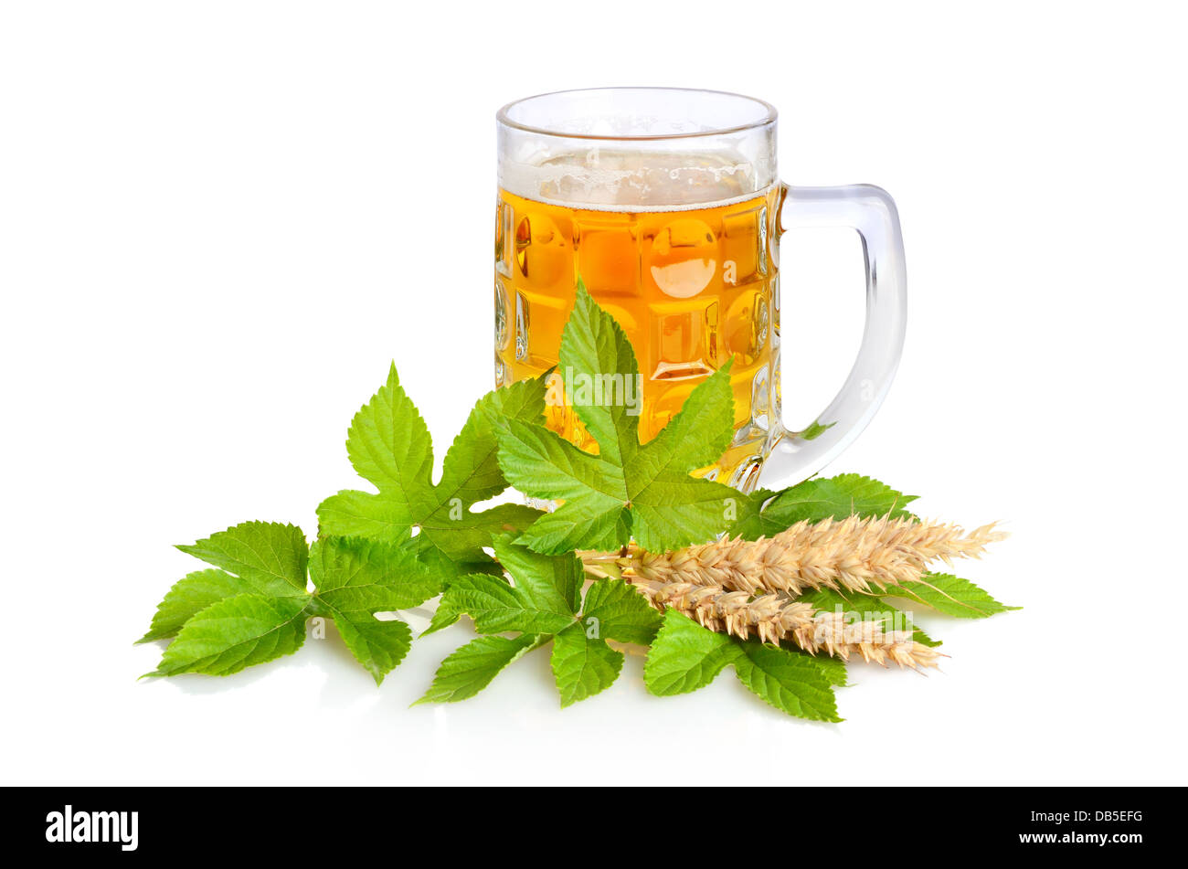 Mug of fresh beer with hop leaves and cereals on a white background ...