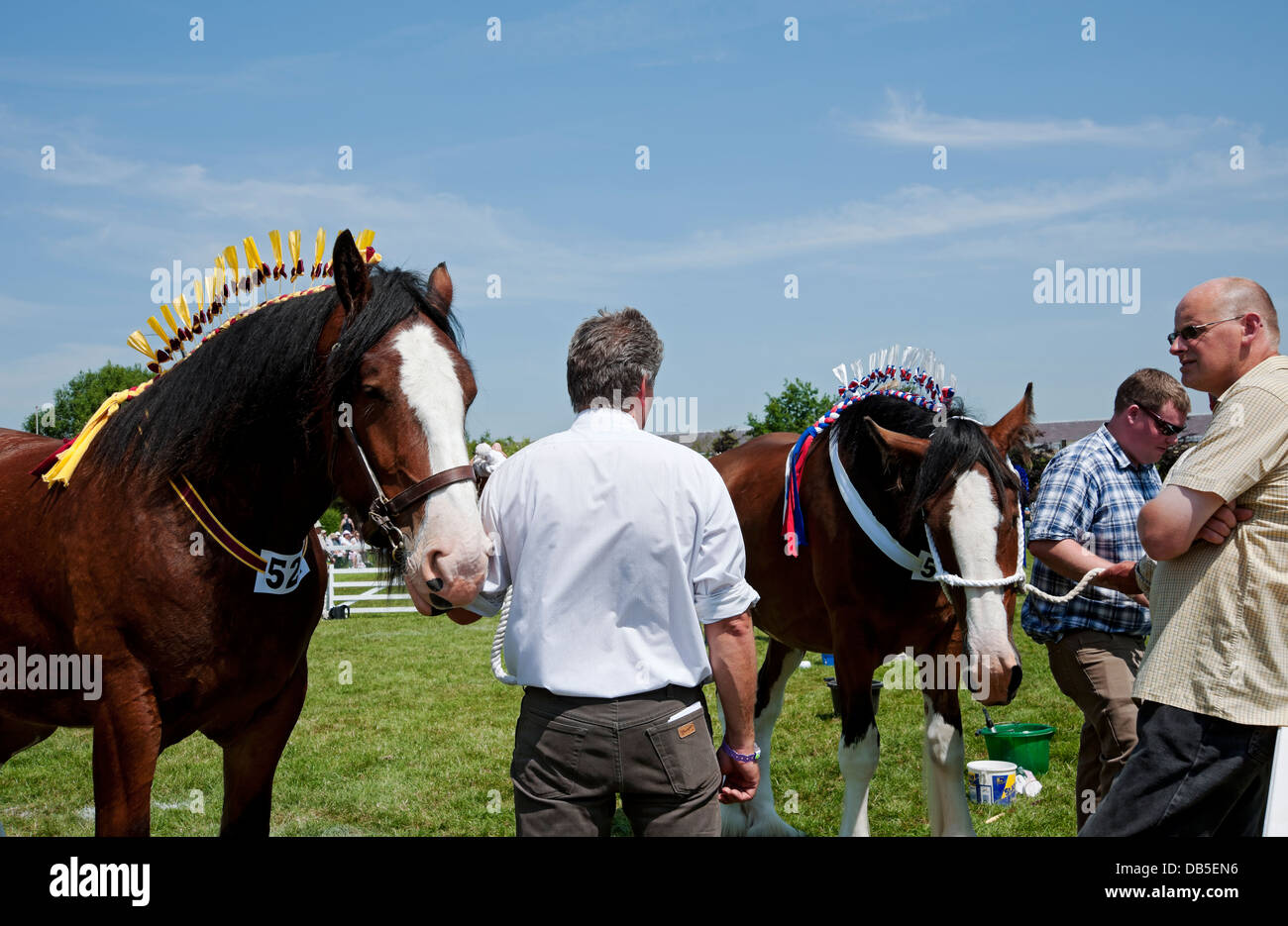 Shire horses horse hi-res stock photography and images - Alamy