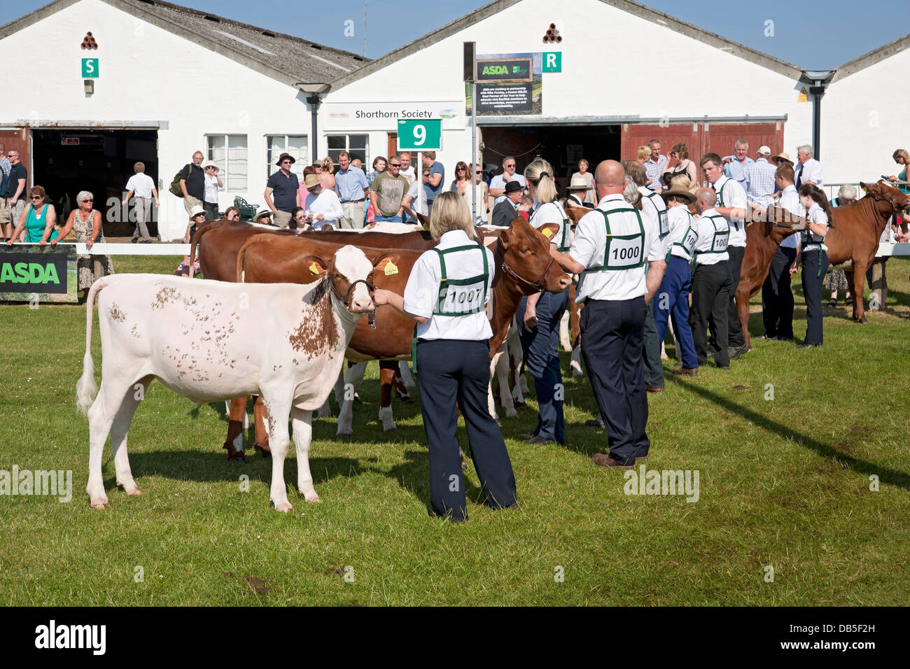 Farmers with cows at Cattle judging at the Great Yorkshire Show in ...