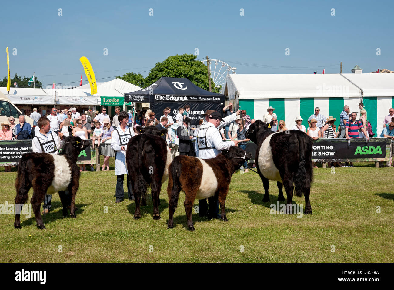 Belted Galloway cattle cow cows calf calves at the Great Yorkshire Show ...