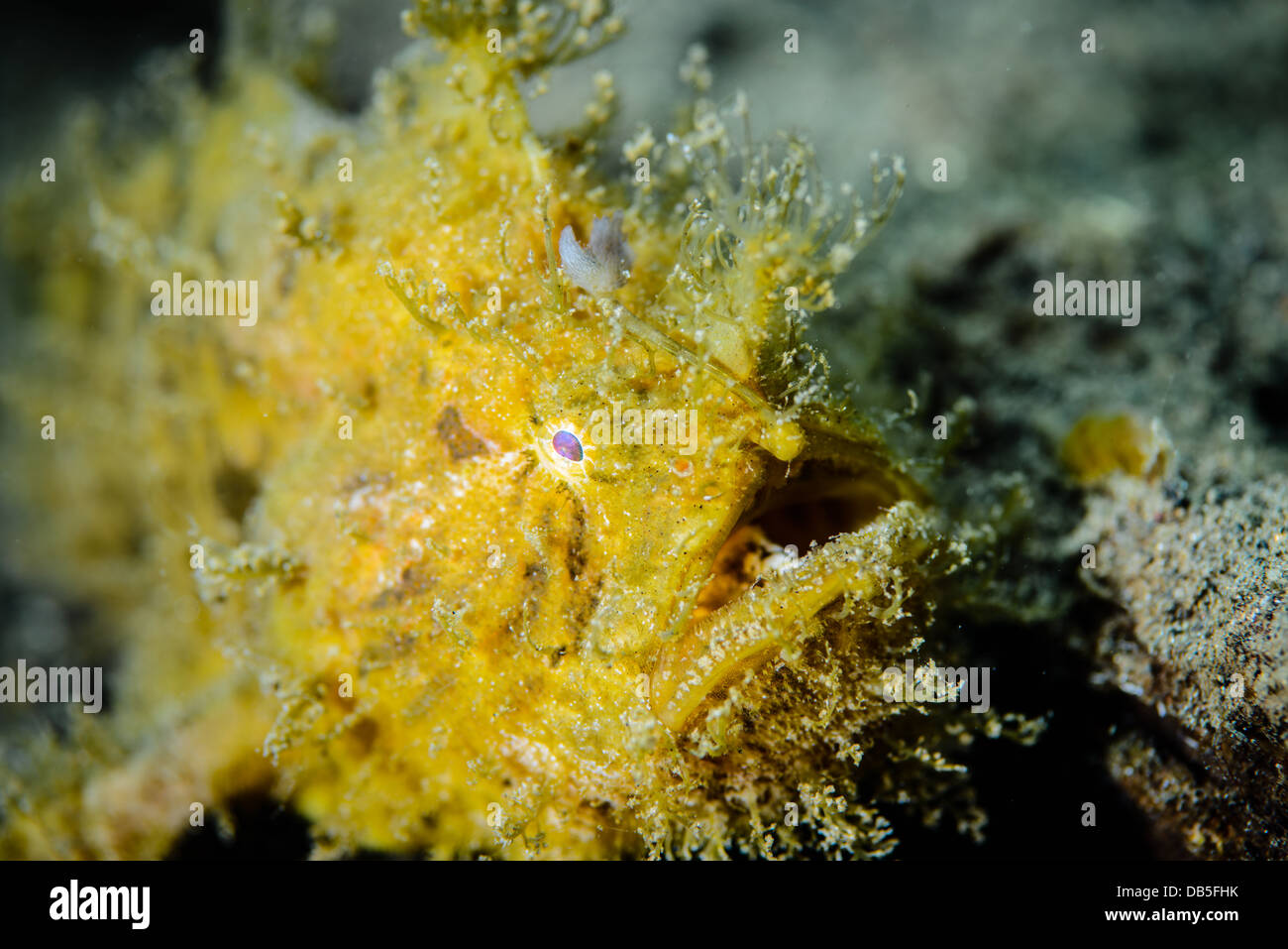 Close up hairy frogfish hi-res stock photography and images - Alamy