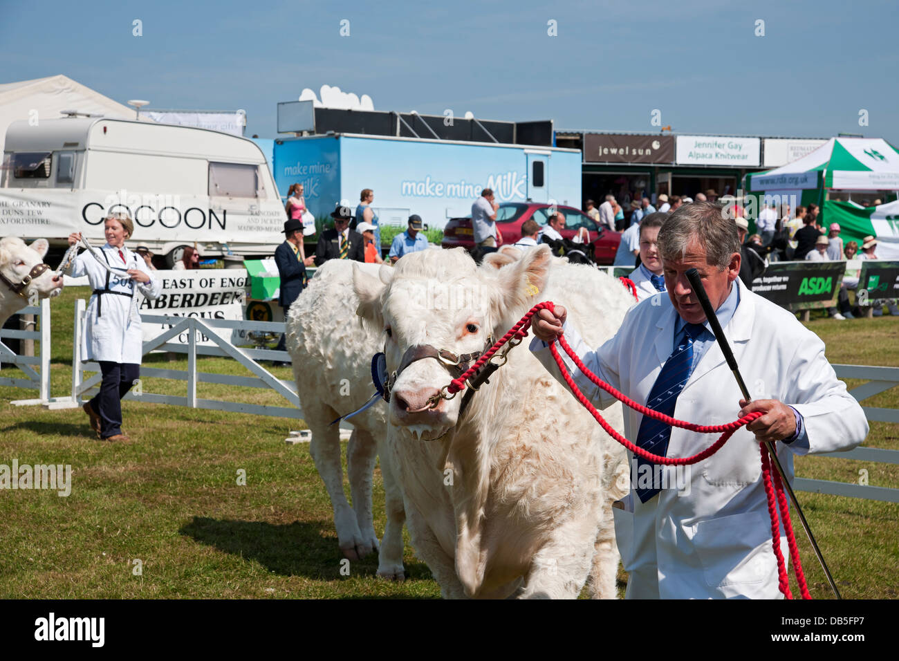 Farmer leading cow cattle around showring at the Great Yorkshire Show ...