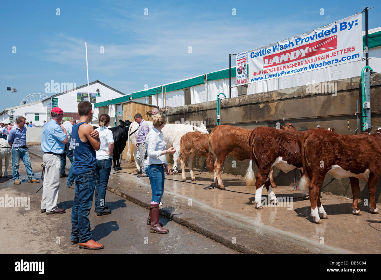 Farmers washing cattle wash at the Great Yorkshire Show showground in ...