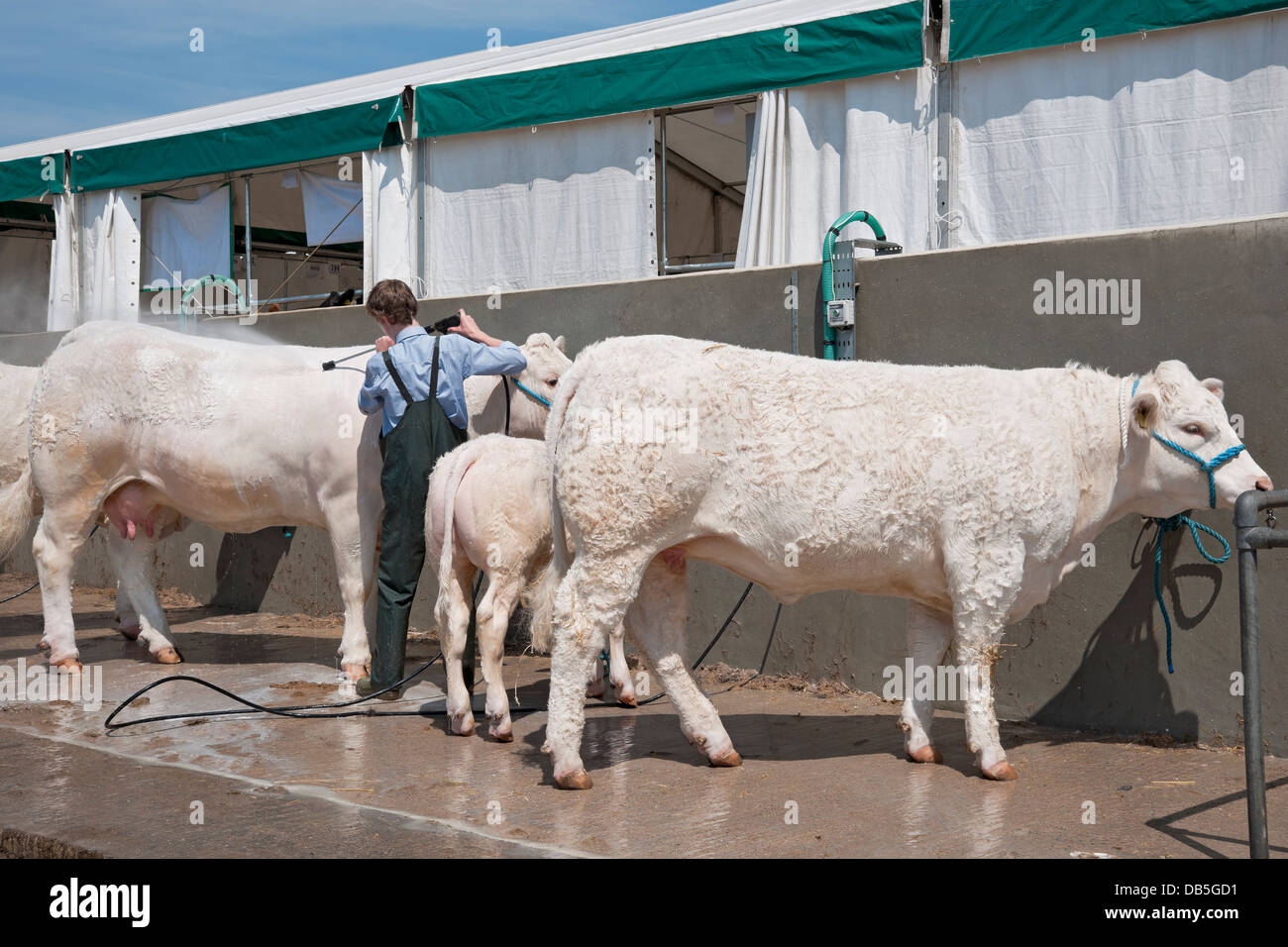 Farmer cleaning washing cow and calf at Cattle wash The Great Yorkshire ...