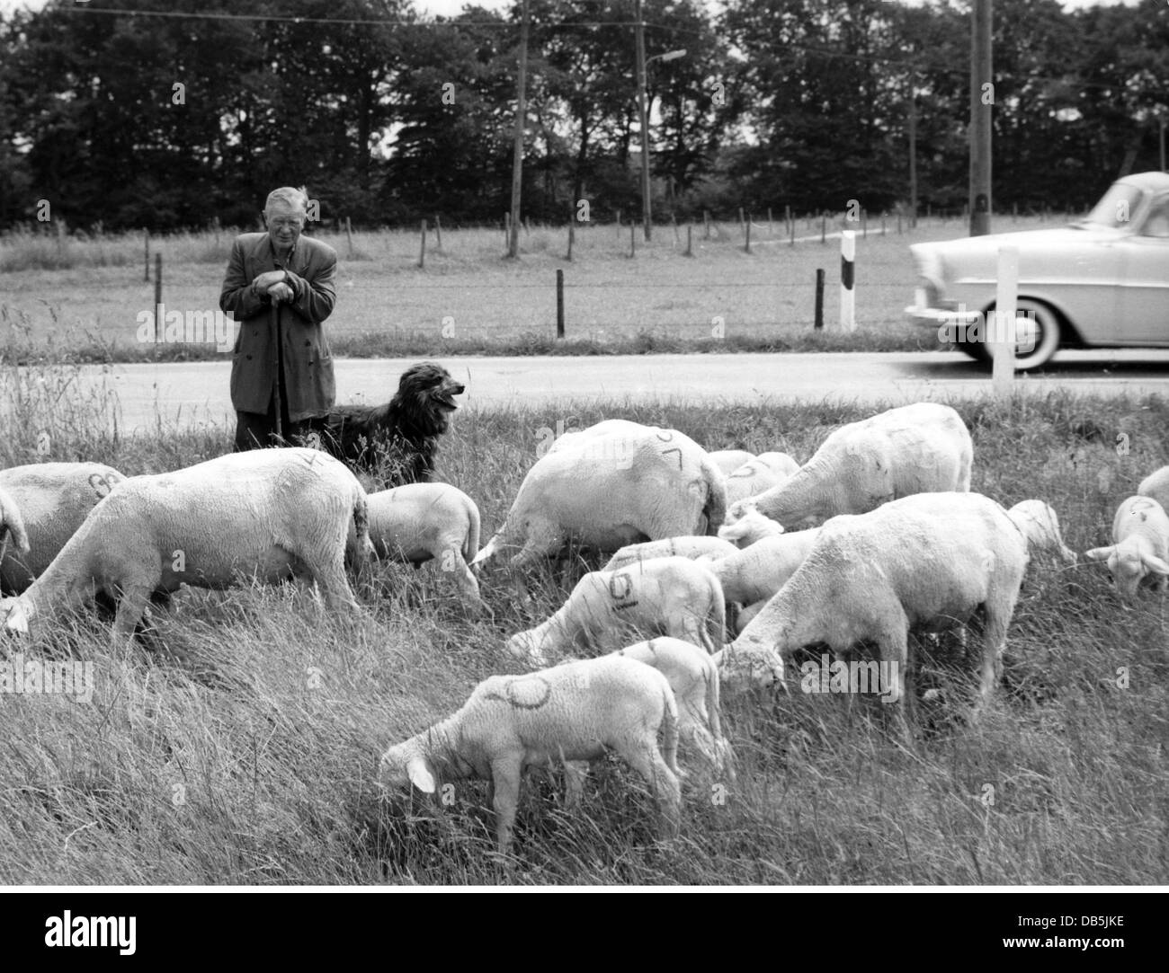 people, professions, shepherd, with his herd, Upper Bavaria, West ...