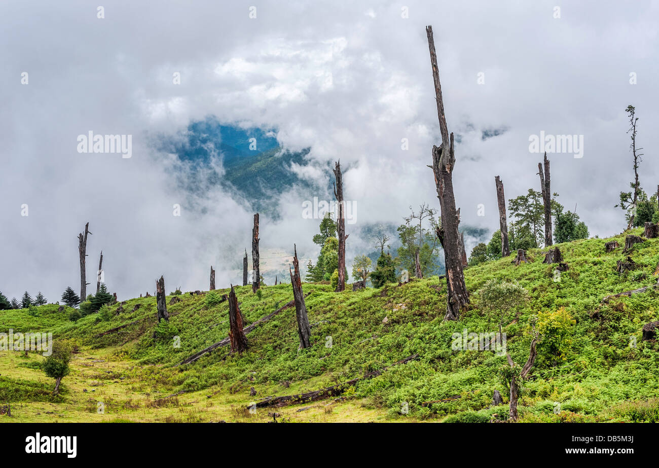 Dead and decaying trees from disease and illegal logging, deforestation ...