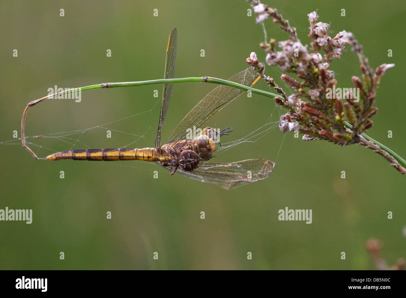 Tolvaddon hi-res stock photography and images - Alamy