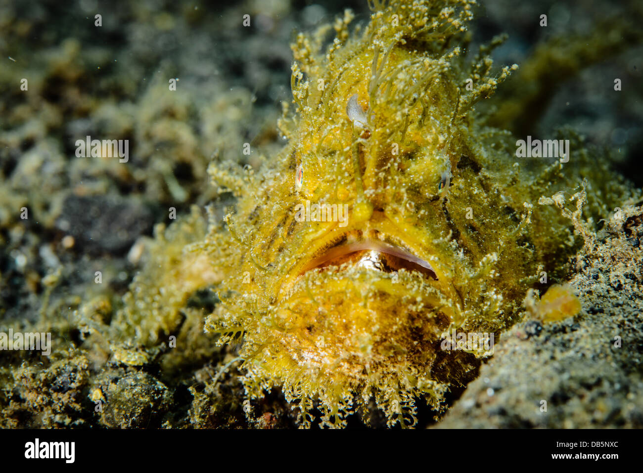 Hairy frogfish hi-res stock photography and images - Alamy