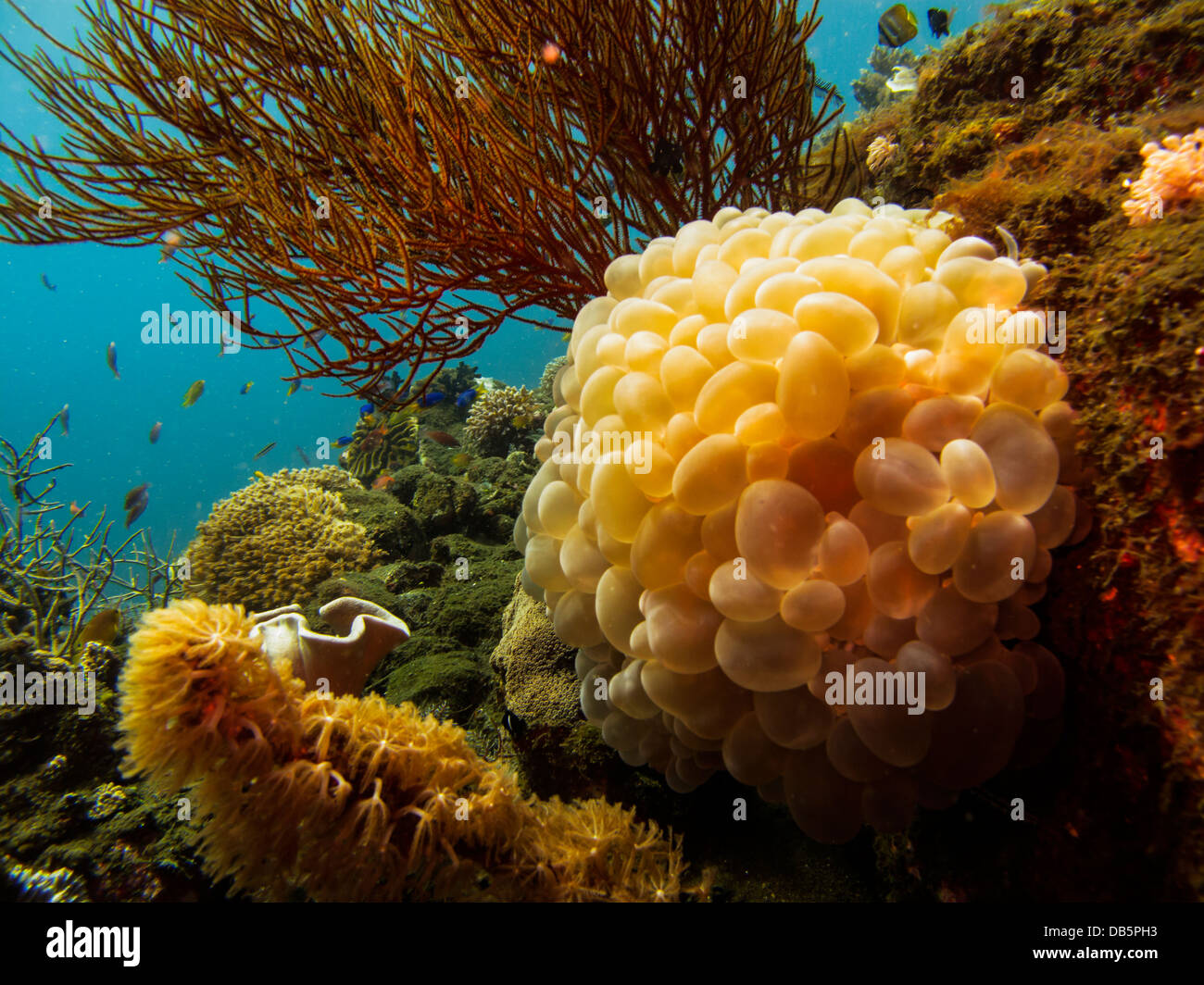 Close-up of inflated sacks of Bubble Coral - Plerogyra sinuosa - also ...