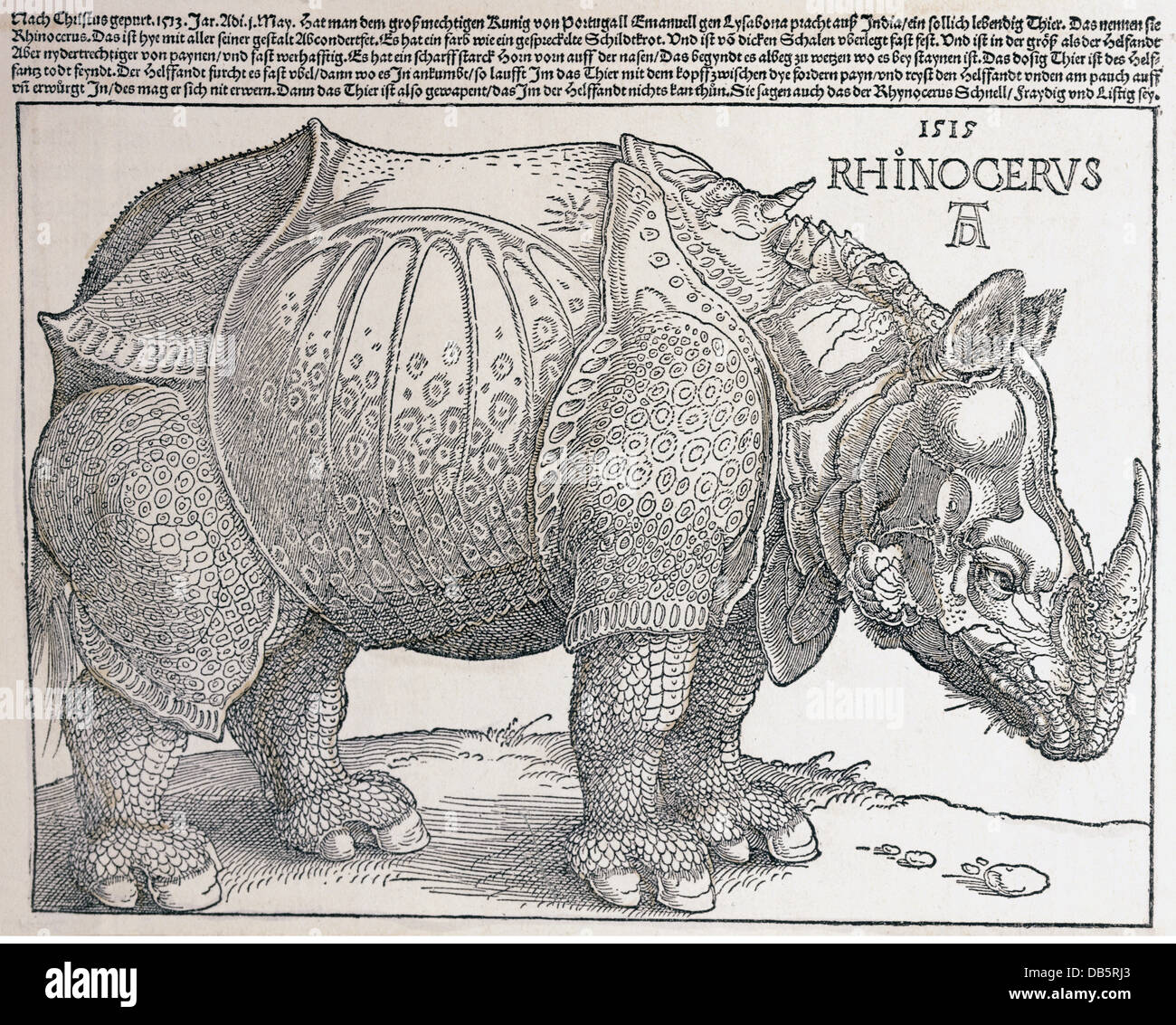zoology / animals, mammal / mammalian, rhinoceros, Indian great one ...