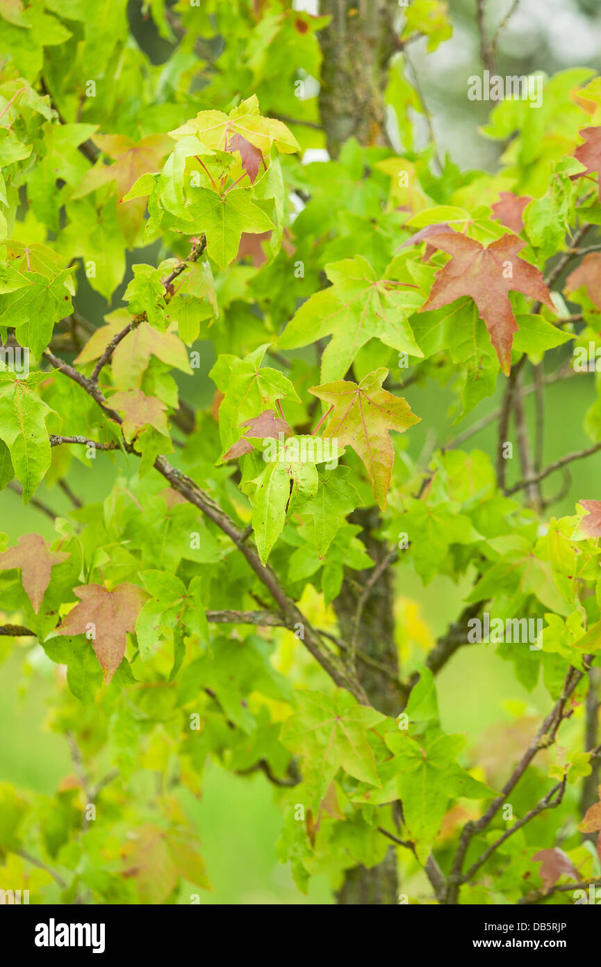 Acer tree leaf hi-res stock photography and images - Alamy