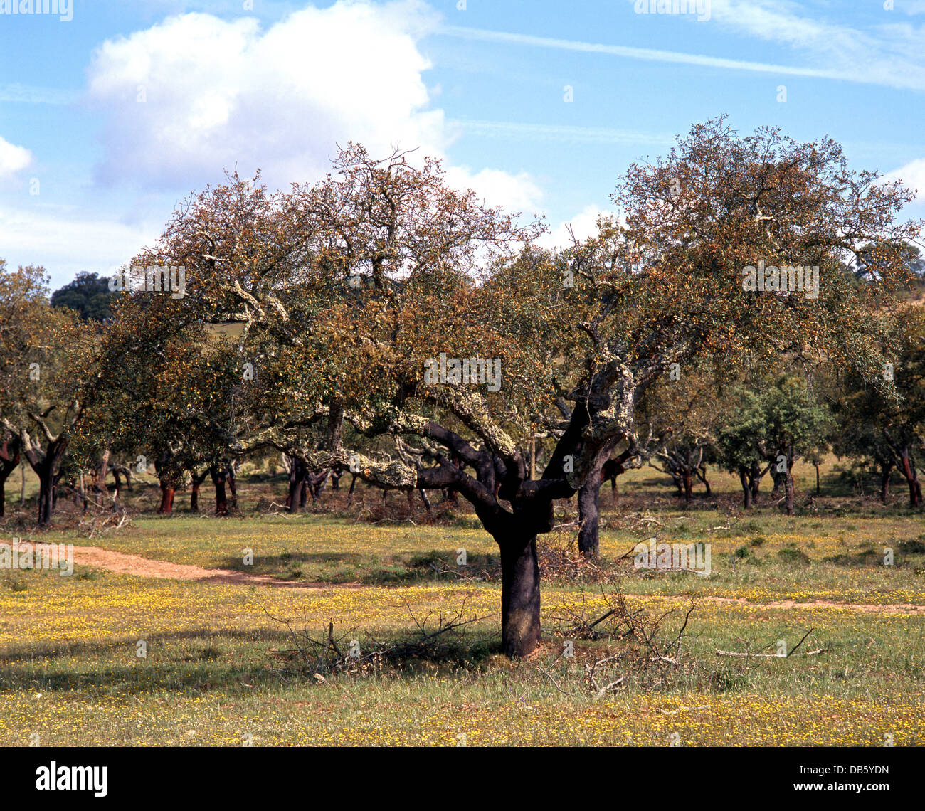 Cork Oak Trees, Alentejo region, Portugal, Western Europe Stock Photo ...