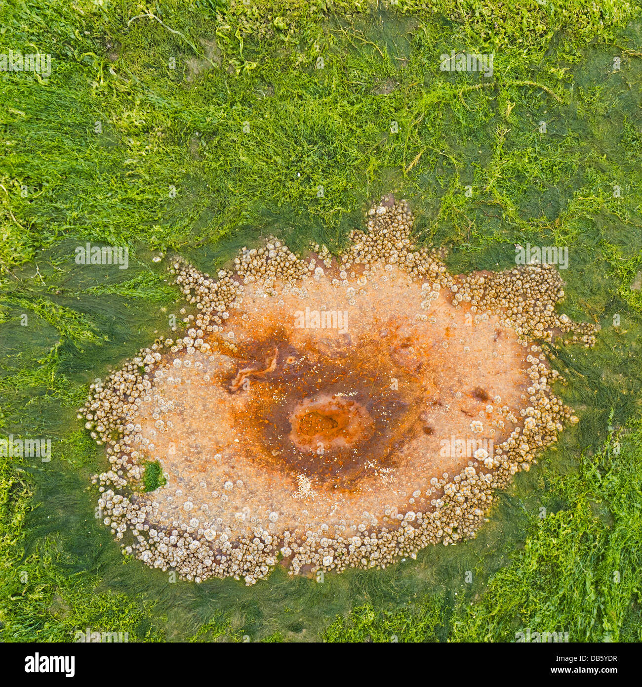 Seaweed and small barnacles growing around a reddish area on top of a ...