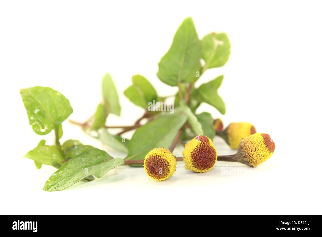 fresh blooming Paracress on a bright background Stock Photo - Alamy