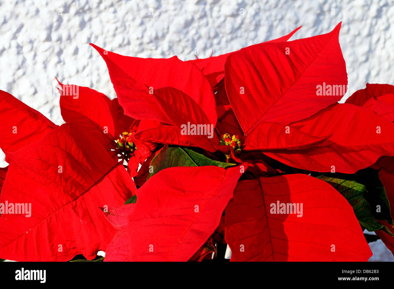 Poinsettia against a white background Stock Photo - Alamy