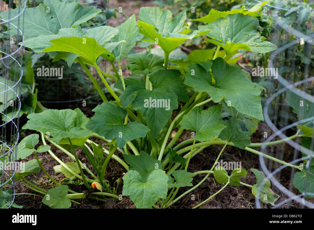 Squash plant hi-res stock photography and images - Alamy