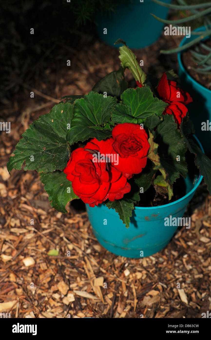 Red begonias hi-res stock photography and images - Alamy