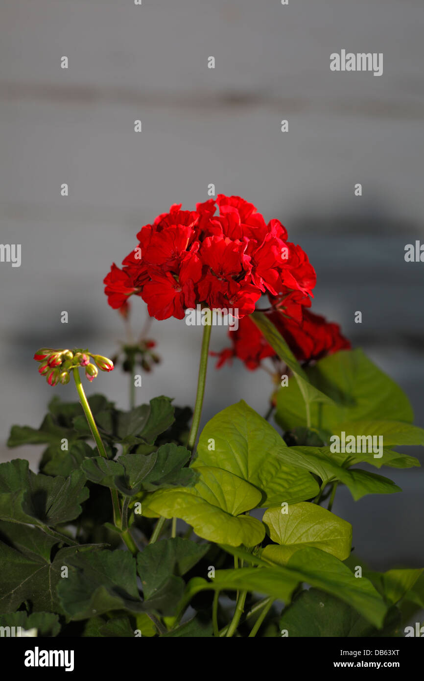 Red geranium flowers hi-res stock photography and images - Alamy