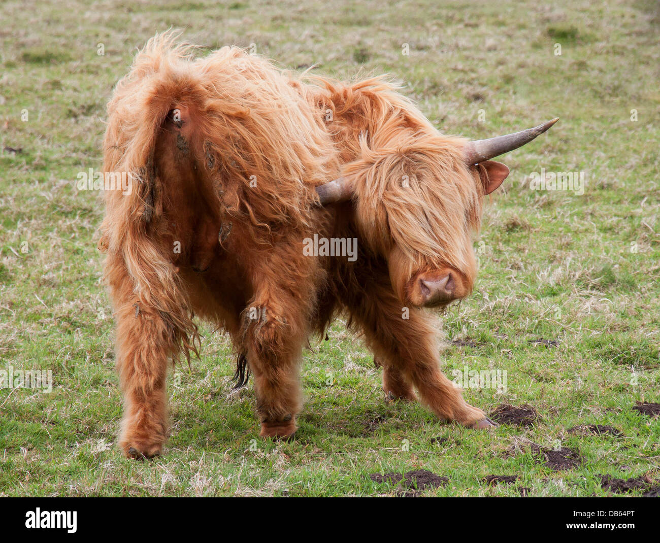 Highland cow scratching hi-res stock photography and images - Alamy