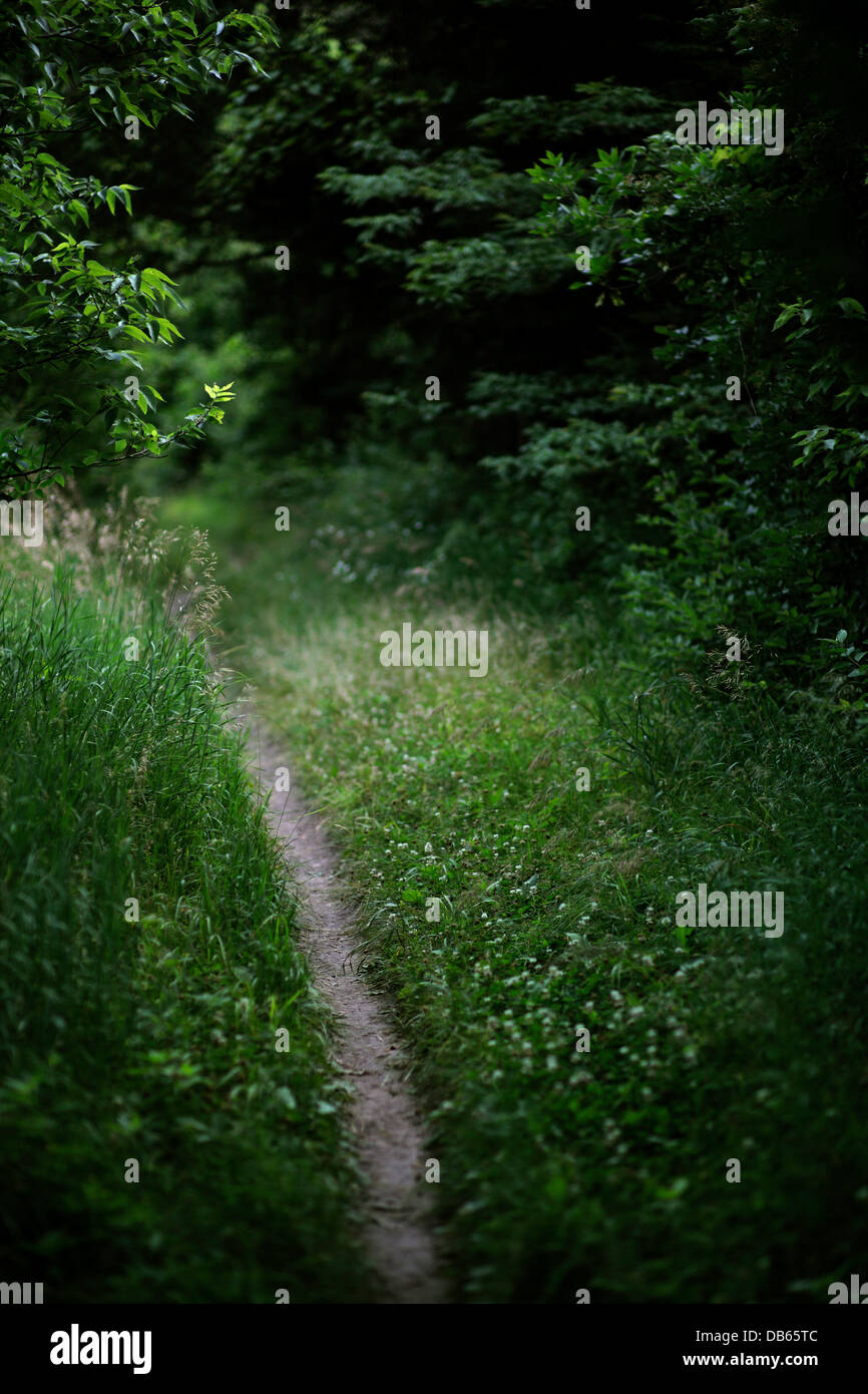 Narrow path in woody area Stock Photo - Alamy
