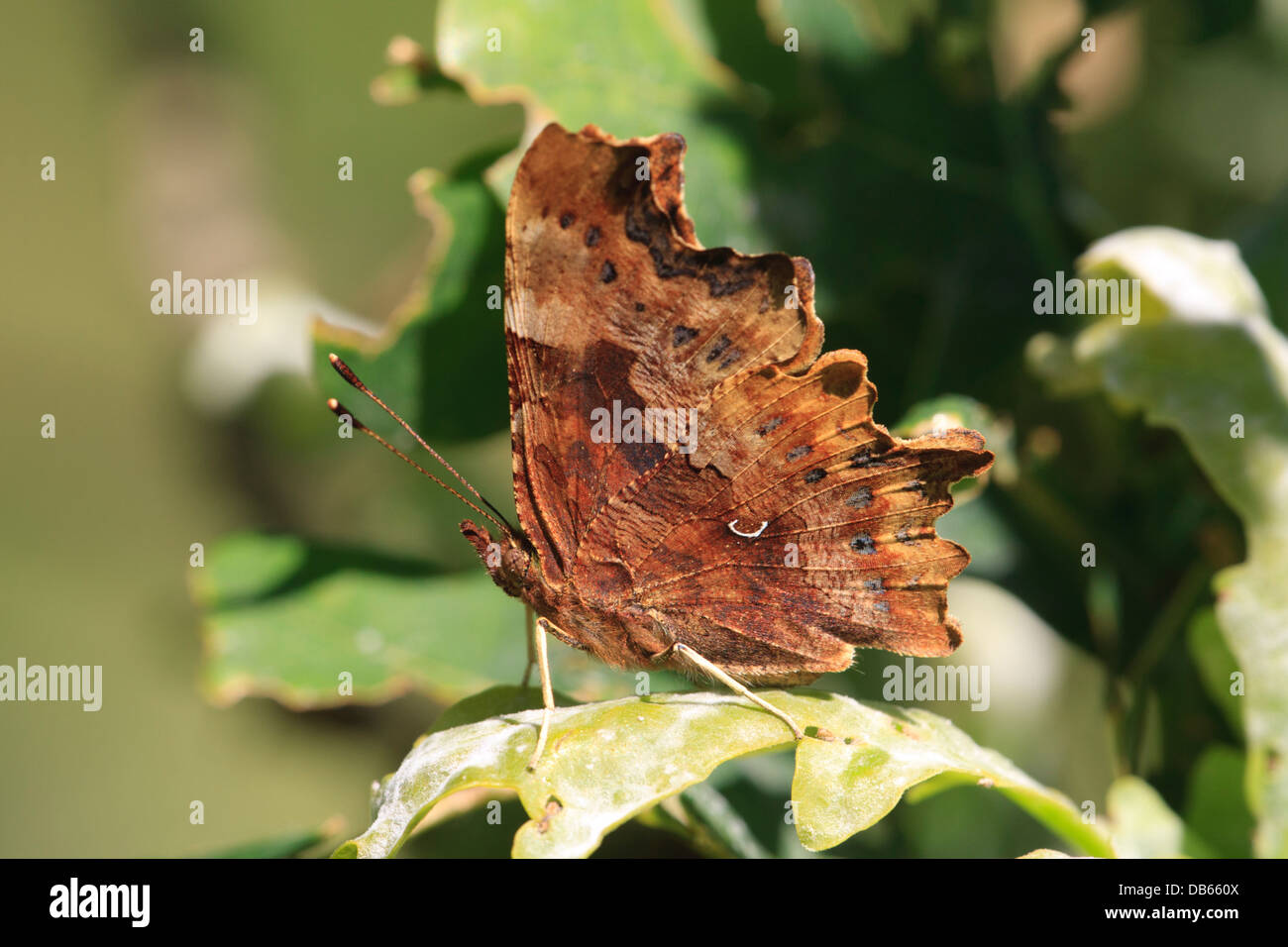 Butterfly on oak tree hi-res stock photography and images - Alamy