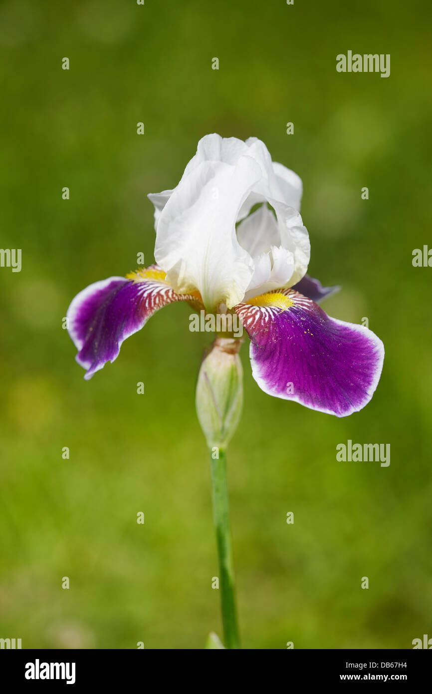 Bearded Iris flower close up Stock Photo - Alamy