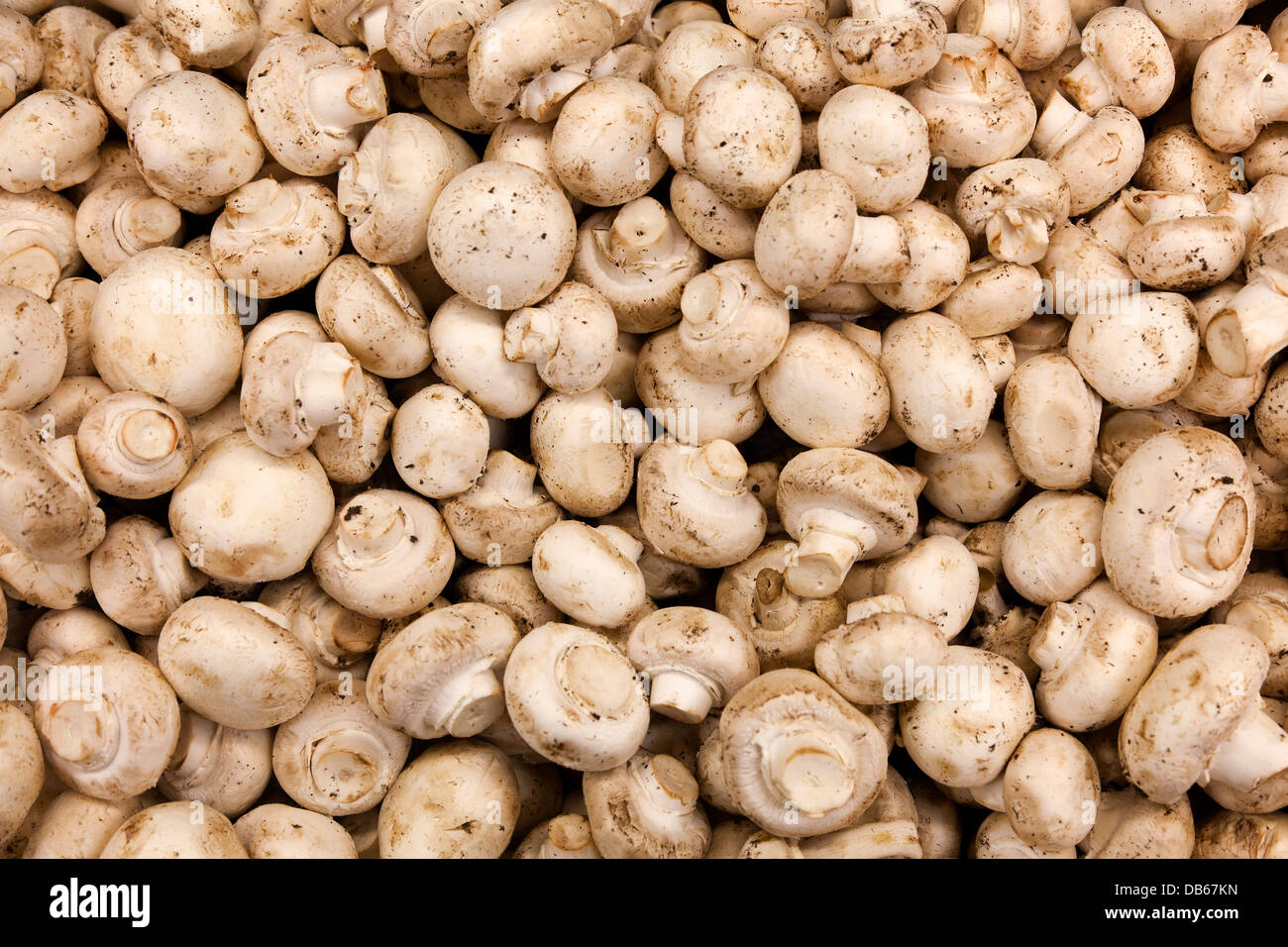 Button mushrooms full frame Stock Photo - Alamy