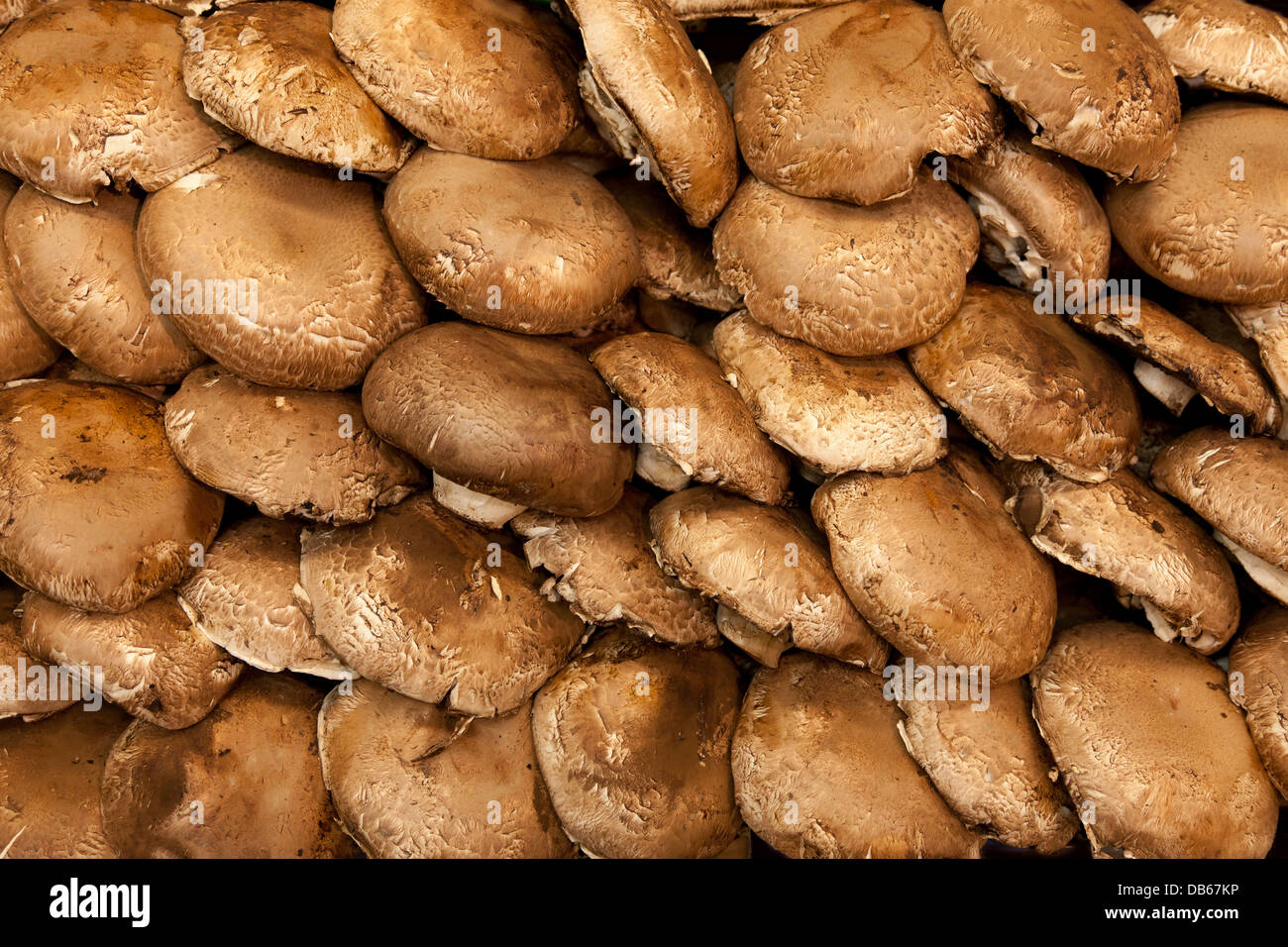 Portobello mushrooms full frame Stock Photo - Alamy