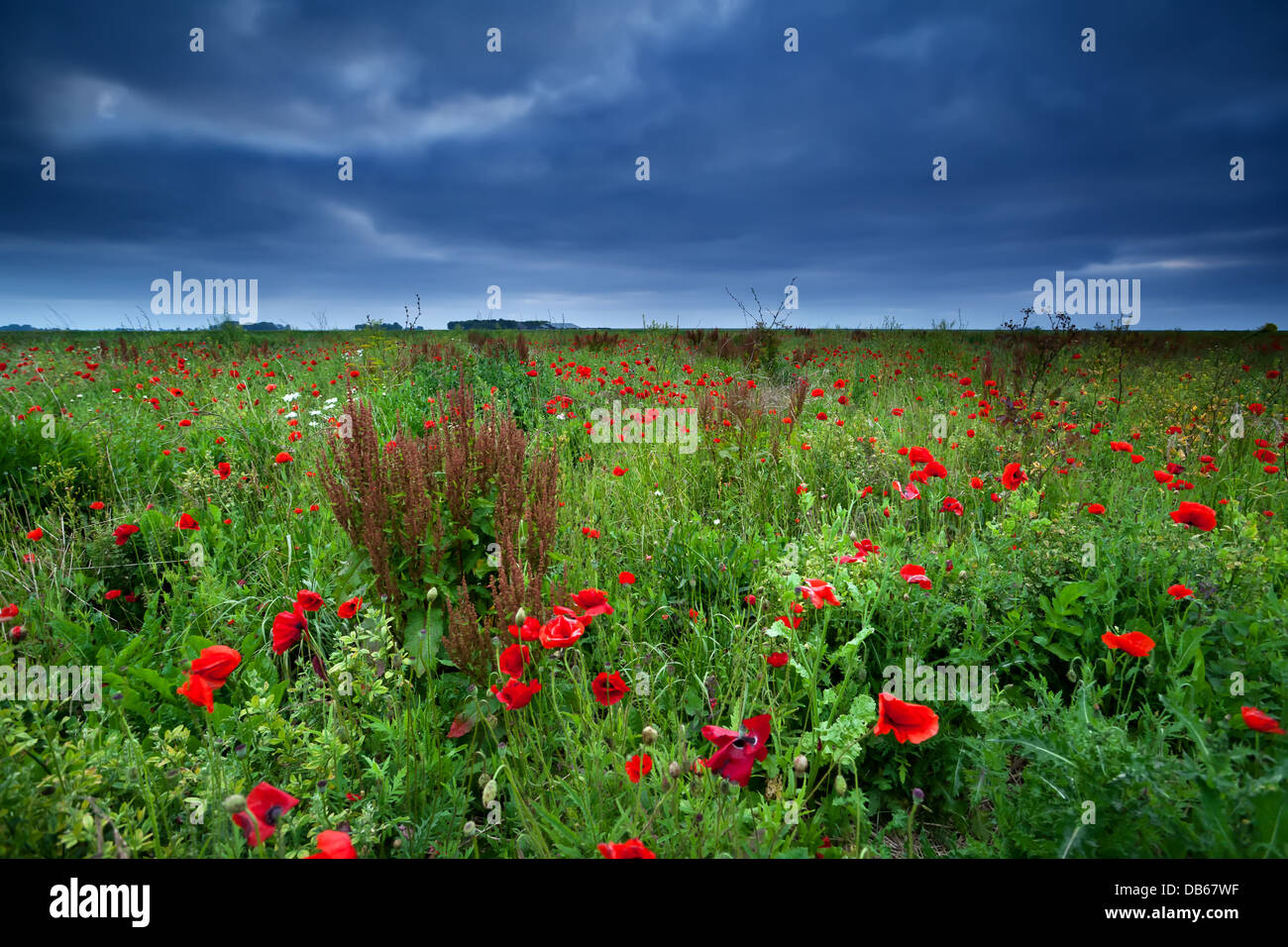 Green field red flowers storm hi-res stock photography and images - Alamy