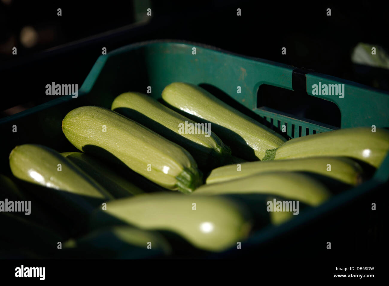 Farm zucchini hi-res stock photography and images - Alamy