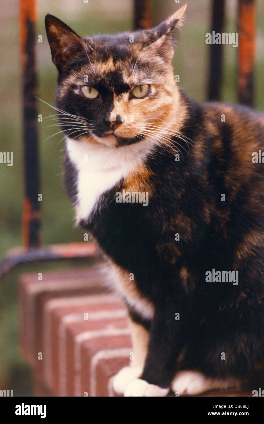 Rusty red cat hi-res stock photography and images - Alamy