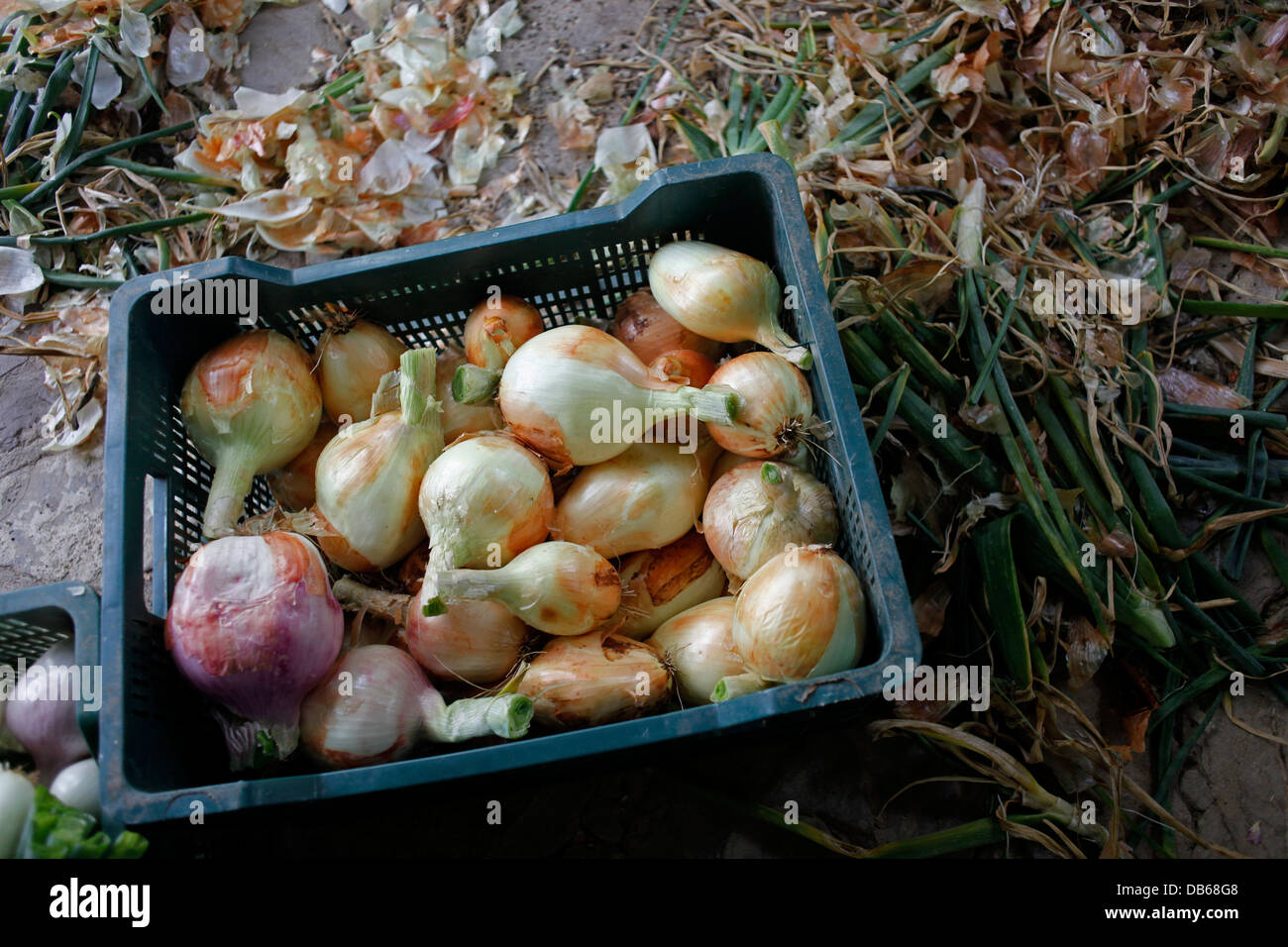 Box of onions hi-res stock photography and images - Alamy