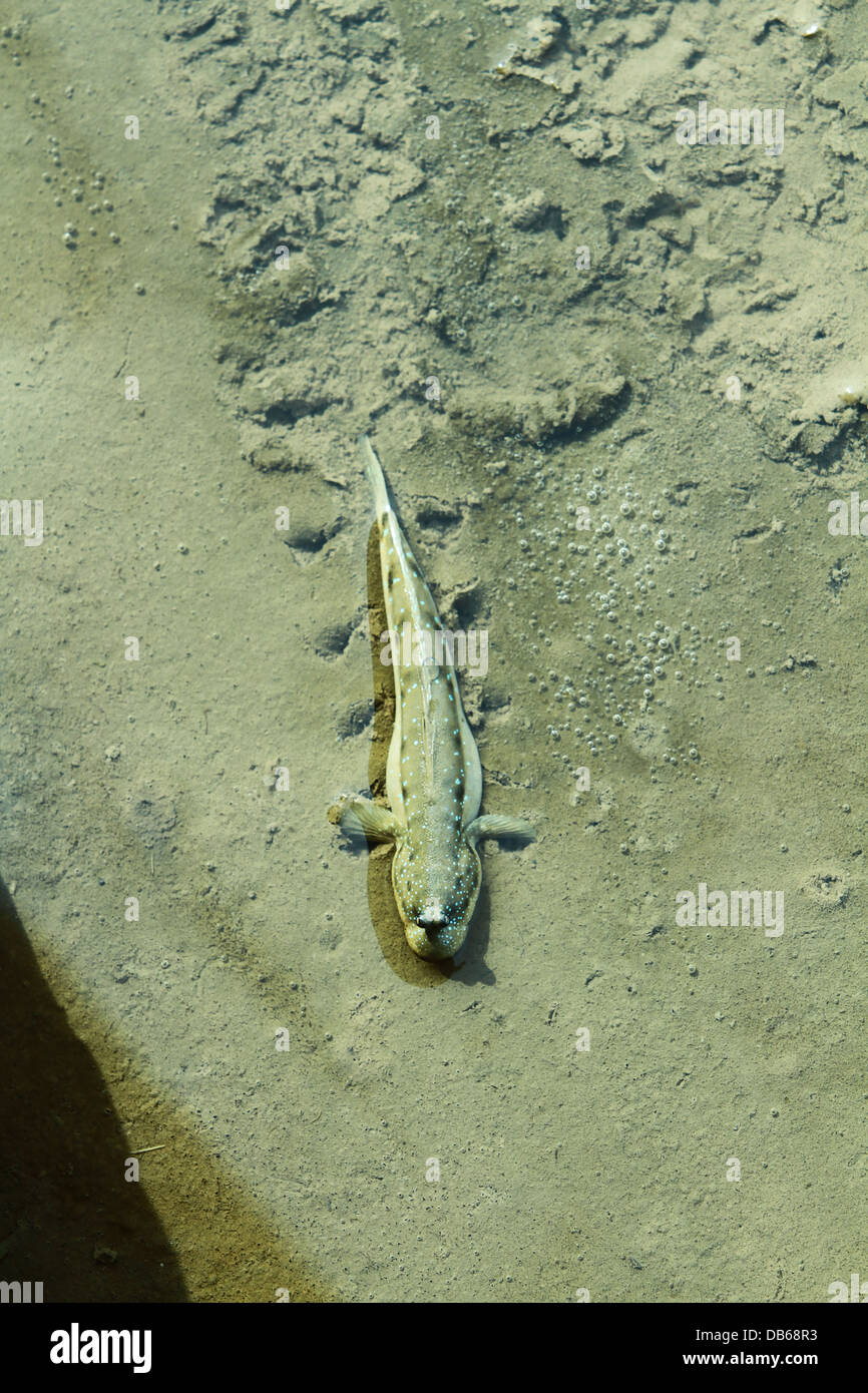 Salamander walking in its habitat Stock Photo - Alamy