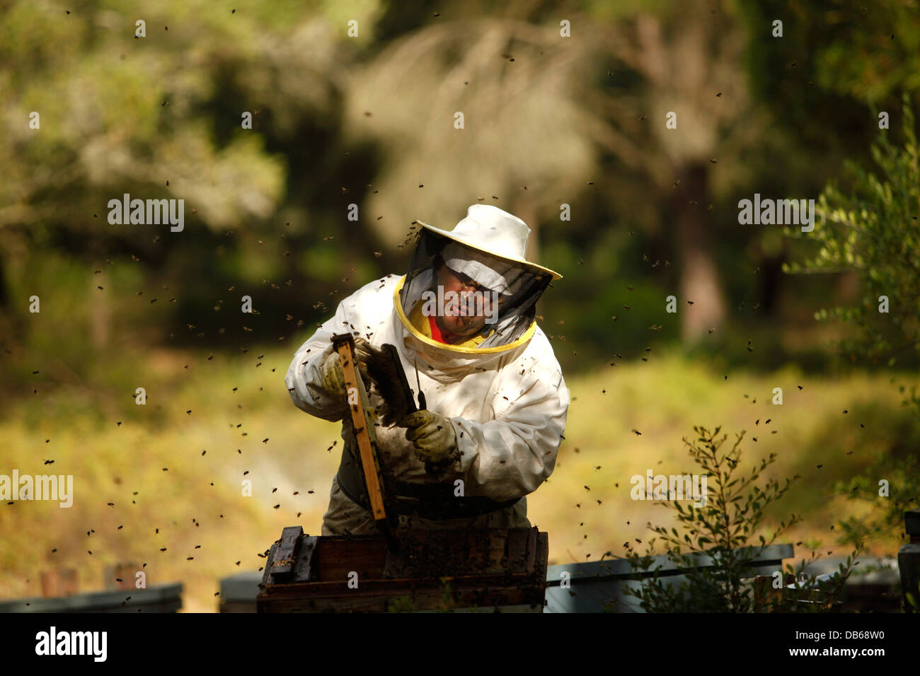 A beekeeper of Puremiel, a honey company that produces organic raw ...