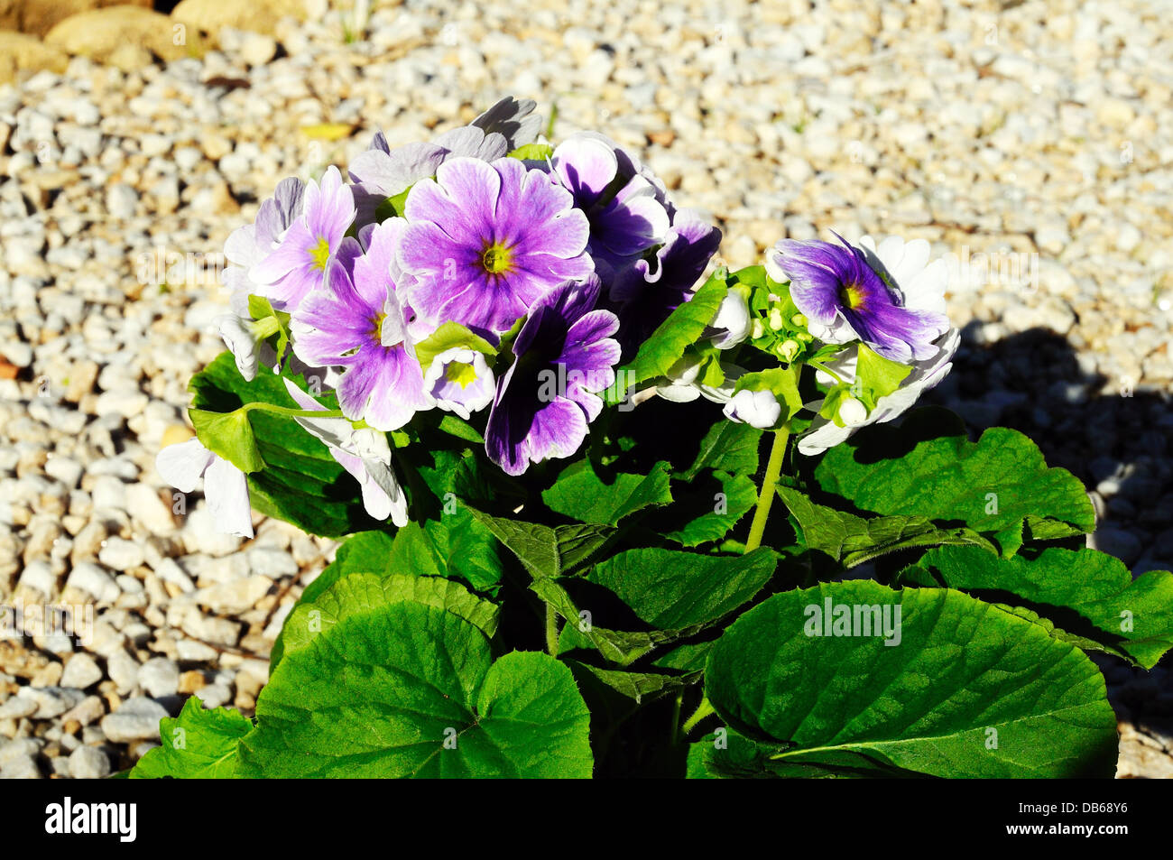 Lilac coloured Primula against a gravel background Stock Photo - Alamy